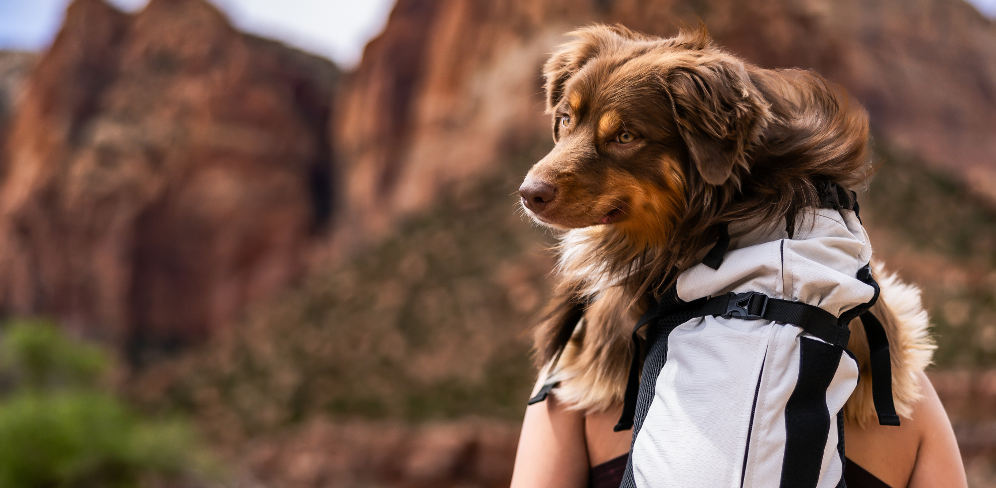 The Front-Facing Dog Backpack Carrier | K9 Sport Sack®